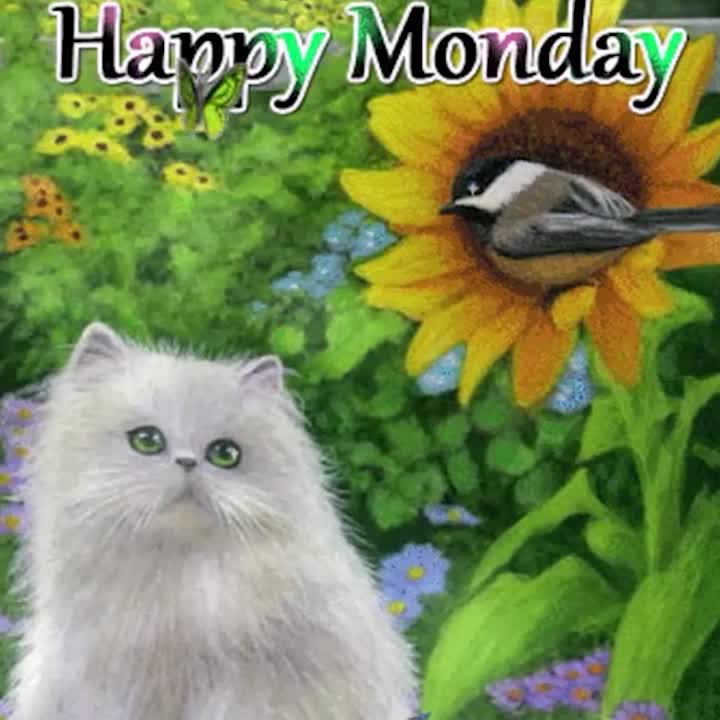 Happy Monday Images Cats